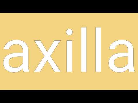 Axilla Definition & Meaning