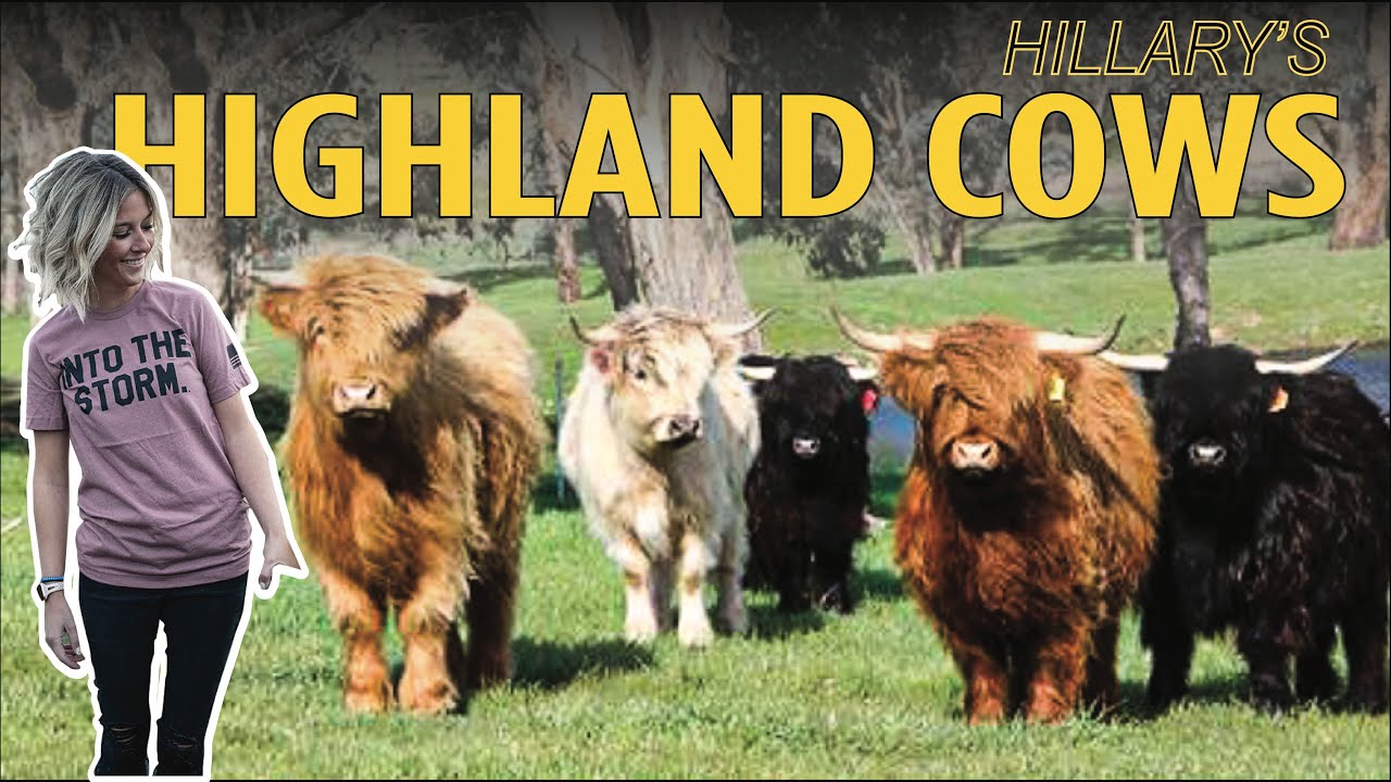 Highland Cow's Daily Care
