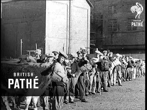 Childrens Live Stock Show (1934)