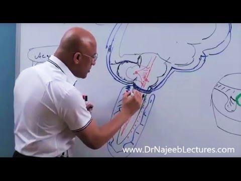 Syringomyelia | Symptoms | Diagnosis and Management🩺