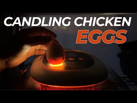 Ultimate Guide To Candling Chicken Eggs | Day 7 & 15 | Chickcozy Incubator  #chickcozy #incubator