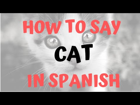How Do You Say Cat In Spanish- El Gato