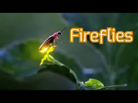 lightning bugs | Firefly Facts