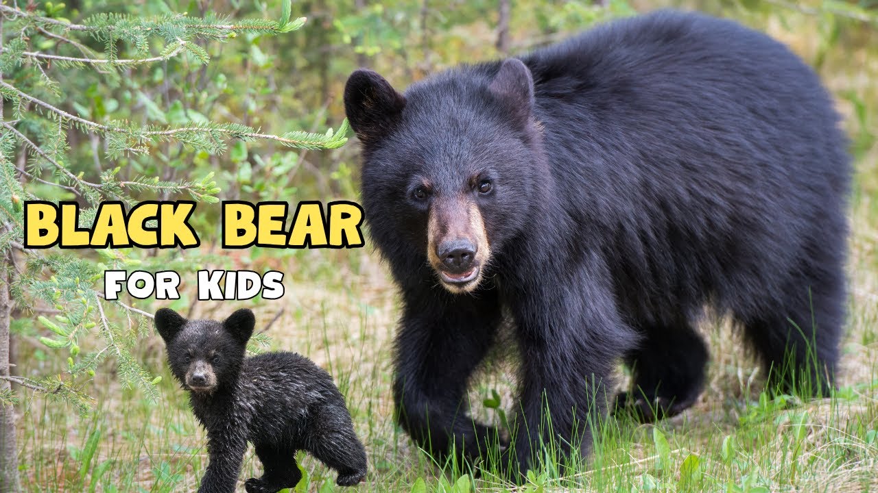Black Bear | honey lovers and tree climbers | Educational Video For kids