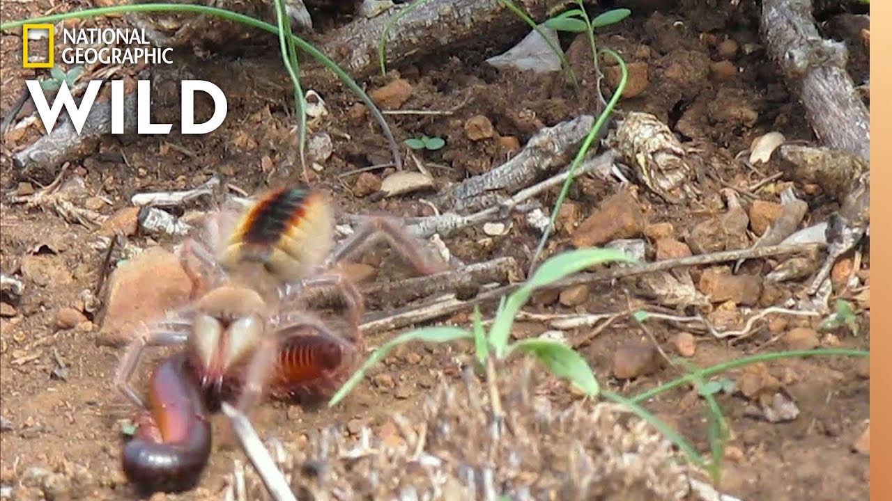 Camel Spider Captures, Kills Millipede at ‘Warp Speed’ | Nat Geo Wild