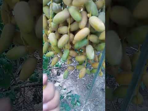 (Misri) Date Palm tree fruit common Fruit tree in Asia and middle East Grow in my Homeland Sistan.