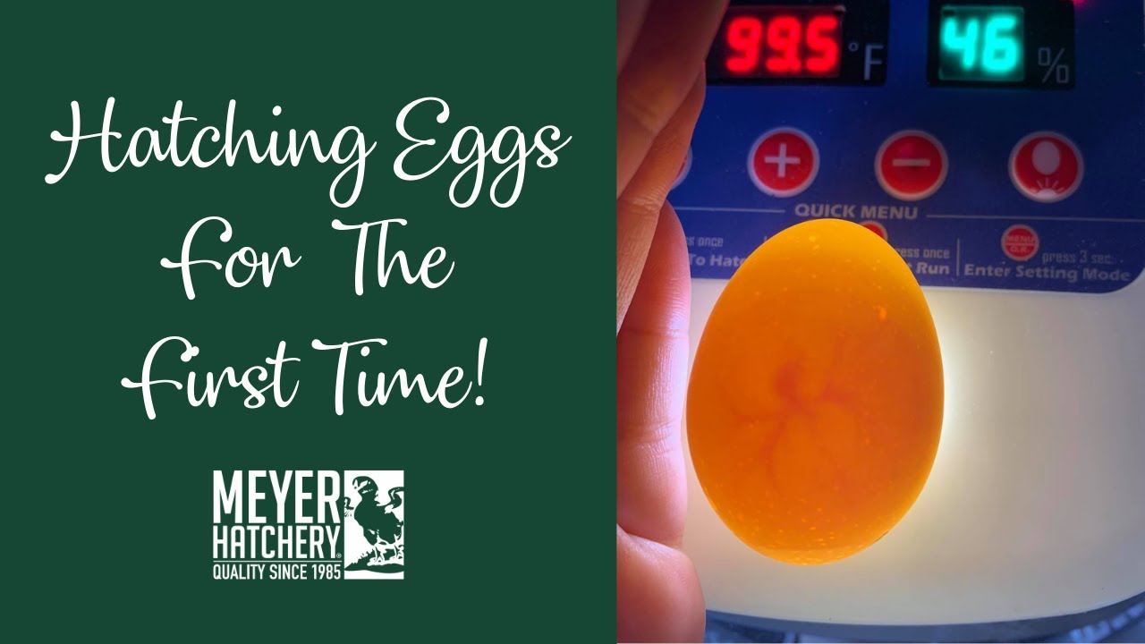 Hatching Eggs For The First Time!