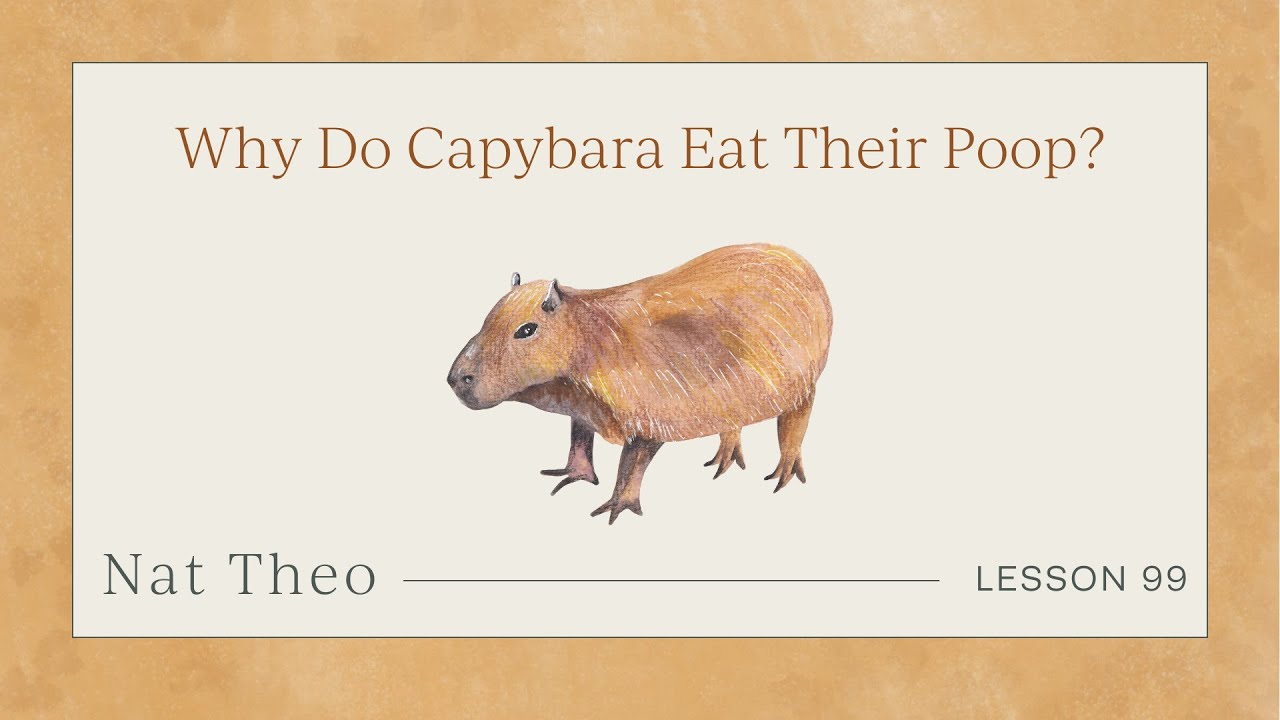 Why Do Capybara Eat Their Poop? Lesson 99