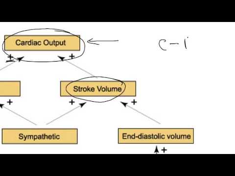 Cardiac output and stroke volume