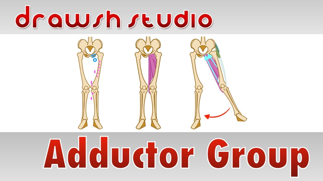 The Adductor Group