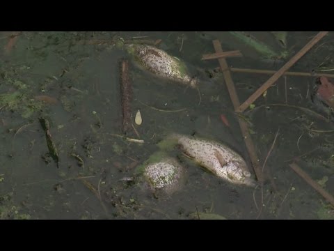 DNR Addressing Minnesota Fish Kill