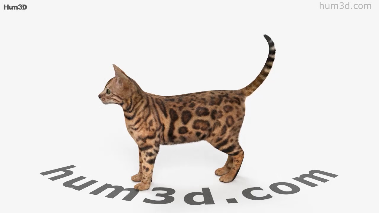Bengal Cat 3D model by 3DModels.org