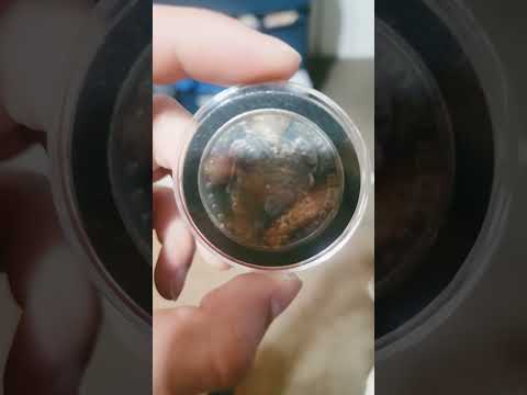 1879 Toned Morgan silver dollar coin.