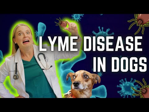Lyme disease in Dogs!? | Veterinarian Easily Explains