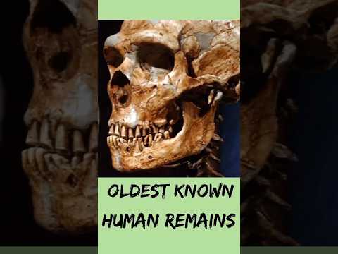 Oldest known human remains