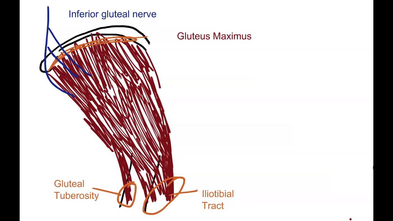Gluteal Region 1