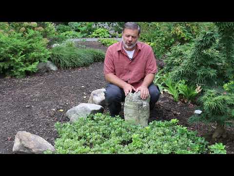 Japanese pachysandra (Pachysandra terminalis) - Plant Identification