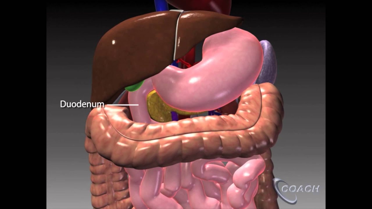 The Whipple Procedure