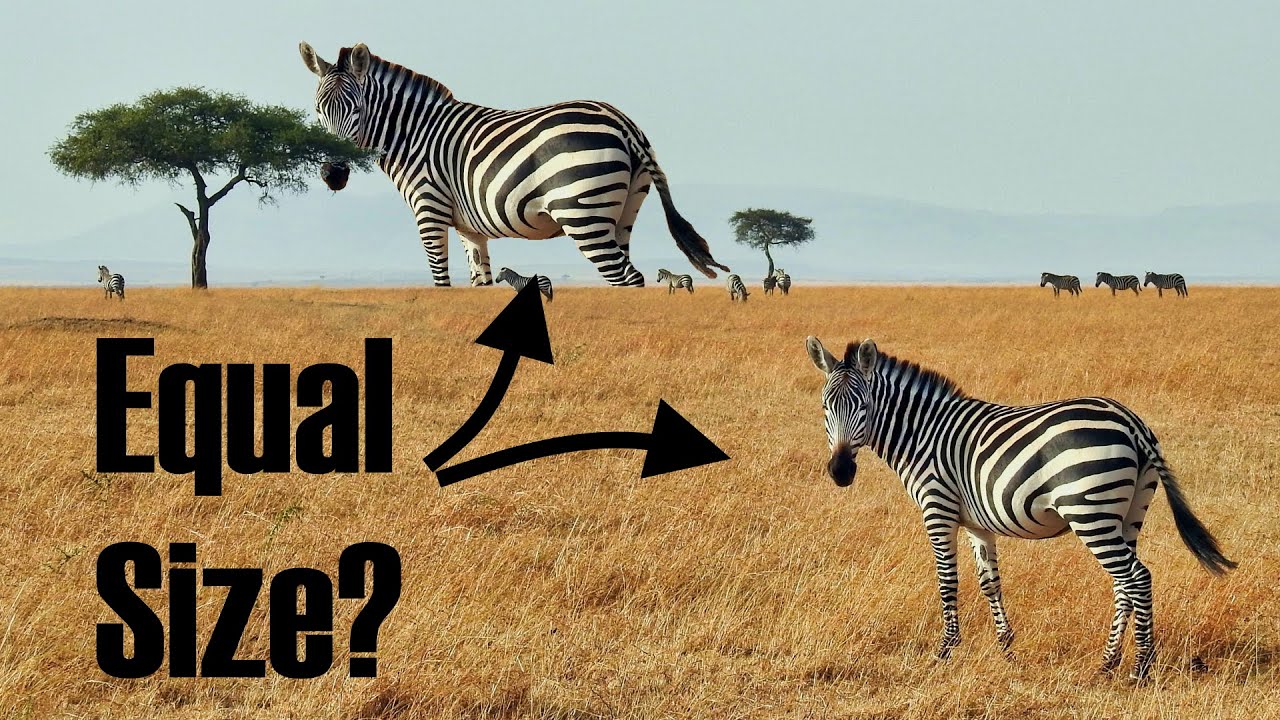 Ponzo Illusion: Visual Illusions That Help Us Understand Depth Perception