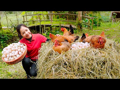 Harvesting 1000 Big Chicken Eggs Goes to Market Sell | Selling Grown Chickens | Hanna Daily Life