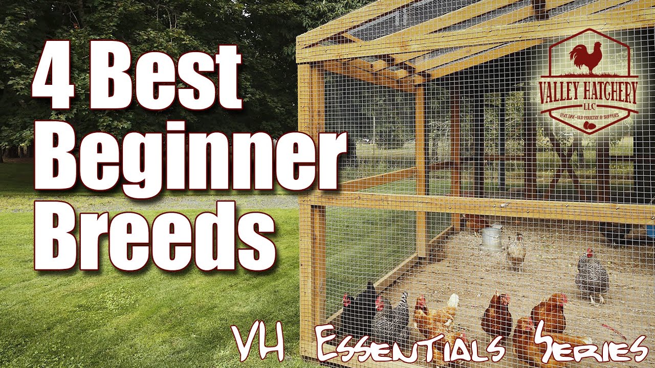 4 Best Chicken Breeds For Beginning Chicken Keepers