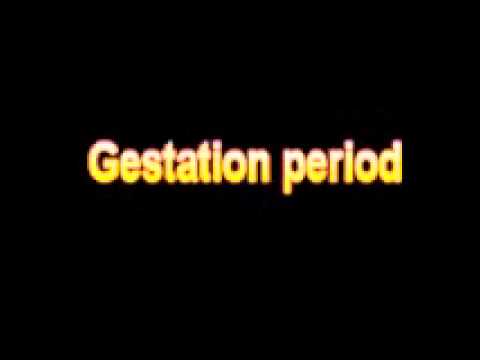 What Is The Definition Of Gestation period - Medical Dictionary Free Online Terms