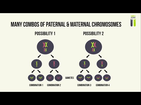 IGCSE Biology Revision - Part 16 - Meiosis