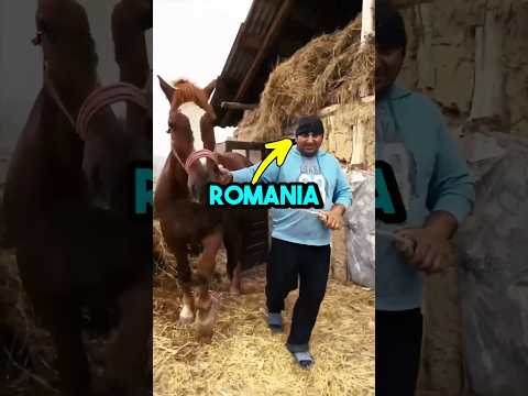 Gypsies Do NOT Come From Romania