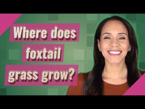 Where does foxtail grass grow?