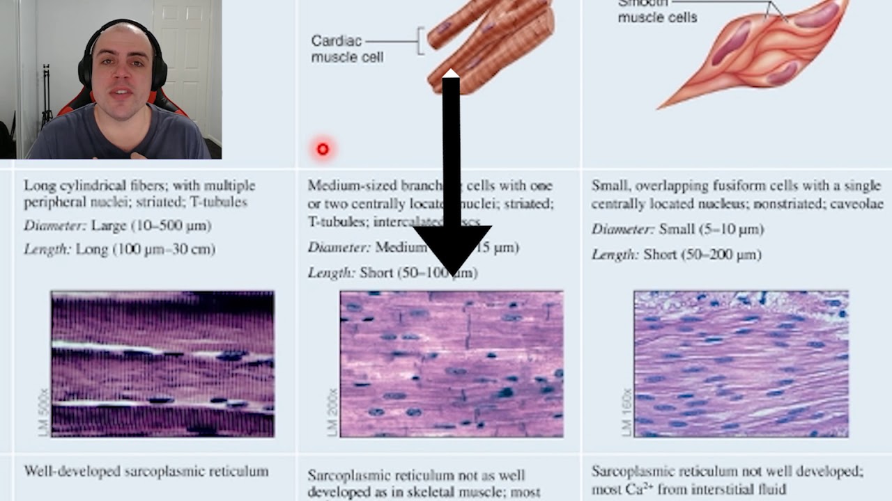 CVS 1.7 - Cardiomyocites & Foetal Structures