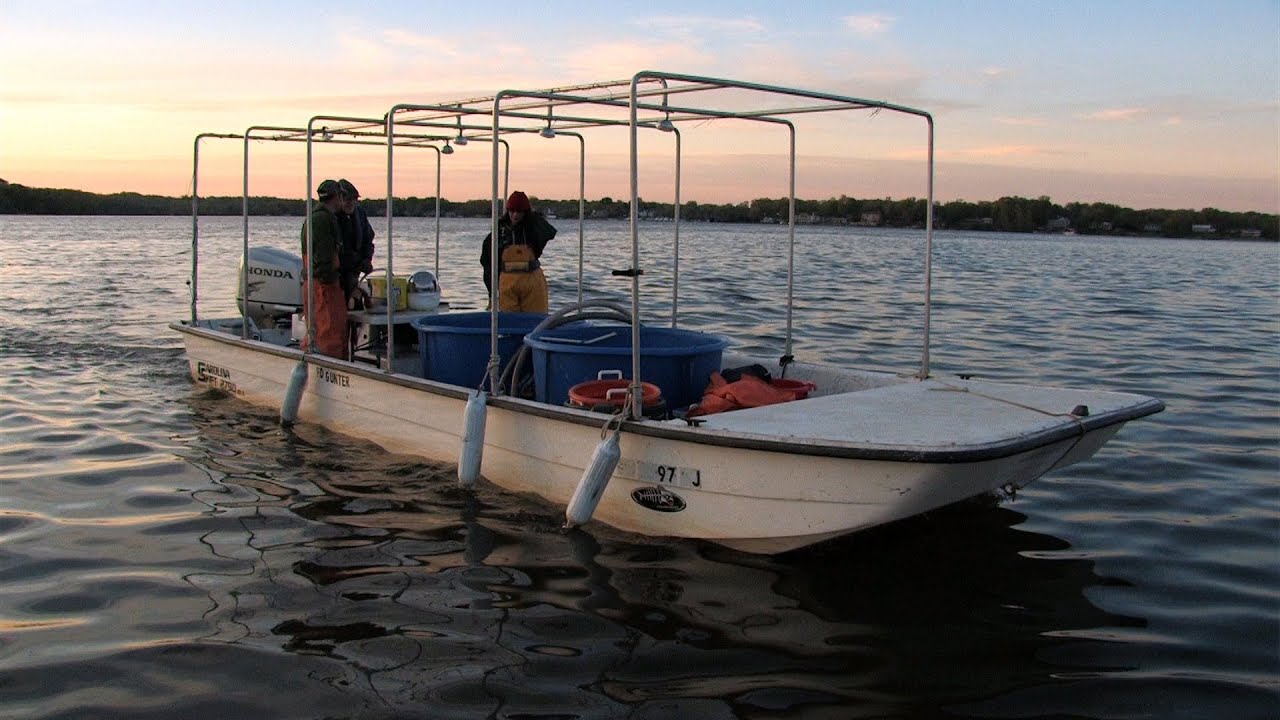 Bay 101: American Shad