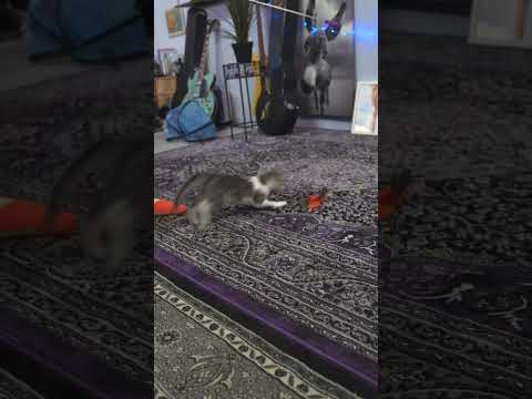 A throwback on HOW to play with your cat! #cats #catvideos