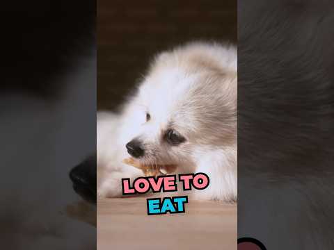 5 Food items Pomeranians love to eat #pomeranian #pomeranianfood