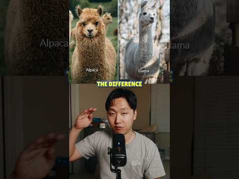 Alpacas vs Llamas: What’s the Difference? #llamas #alpacas