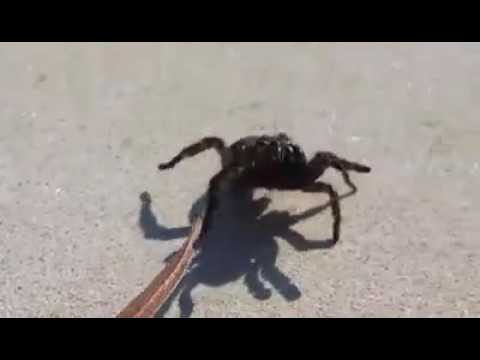 spider attacks !! funnel web spider spain