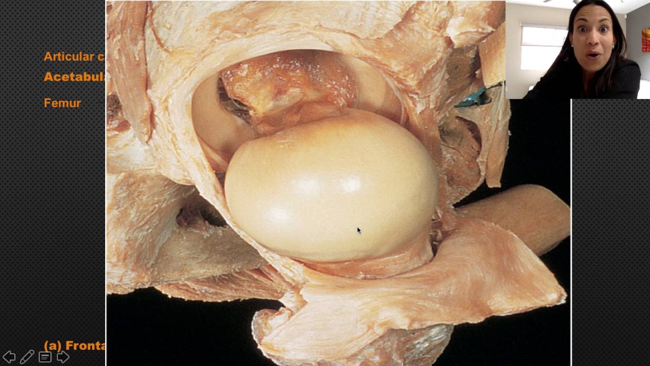 10. The Coxofemoral Joint