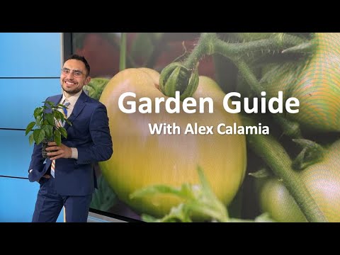 ALEX CALAMIA – JUST THE BASICS | ALEX CALAMIA