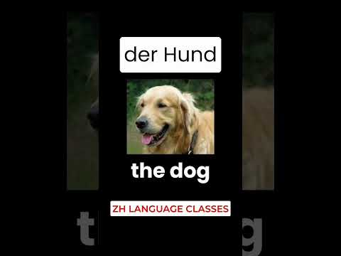 words for article "der" in German ||#germanlanguage #learngerman