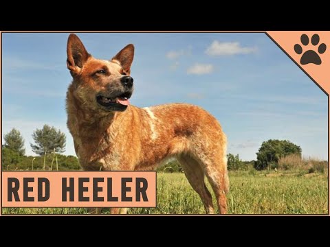 Red Heeler Dog Breed - The Australian Cattle Dog