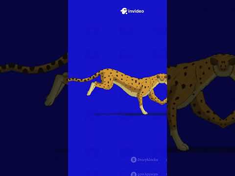 Fastest land animal 🐆💨 Can you guess it before the reveal? #AnimalQuest#Guess #naturefacts#wildlife