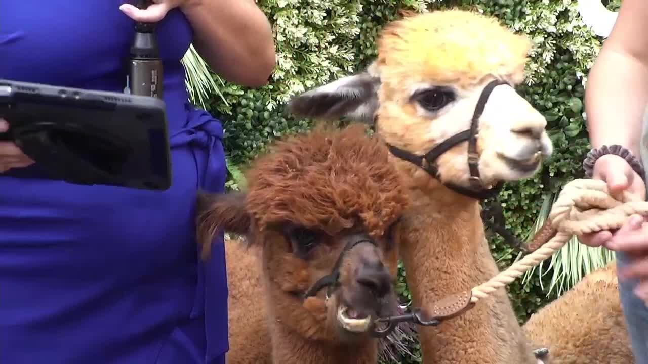 All about alpacas