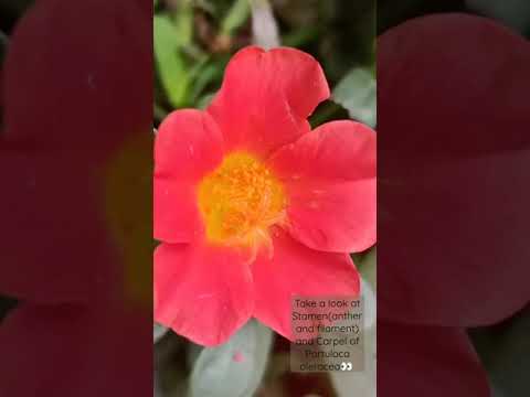 Take a look at STAMEN (anther and filament) and CARPEL/PISTIL of Portulaca oleracea