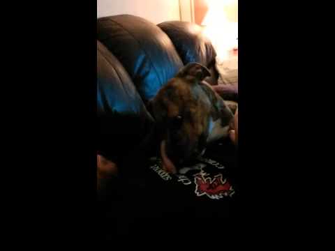 Lola Pup Beats Up Daddy