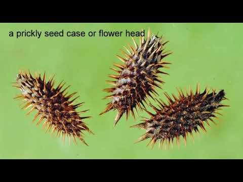 burr meaning | Vocabulary for Kids | Children's Dictionary  | Learn English Vocabulary
