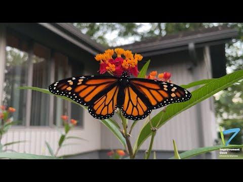 Integrated 001 Lepidoptera Metapmorphosis