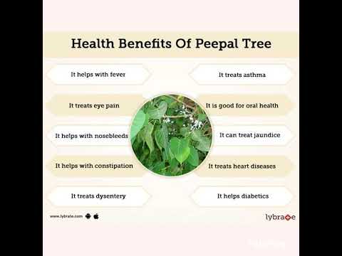 Benefits of peepal leaves