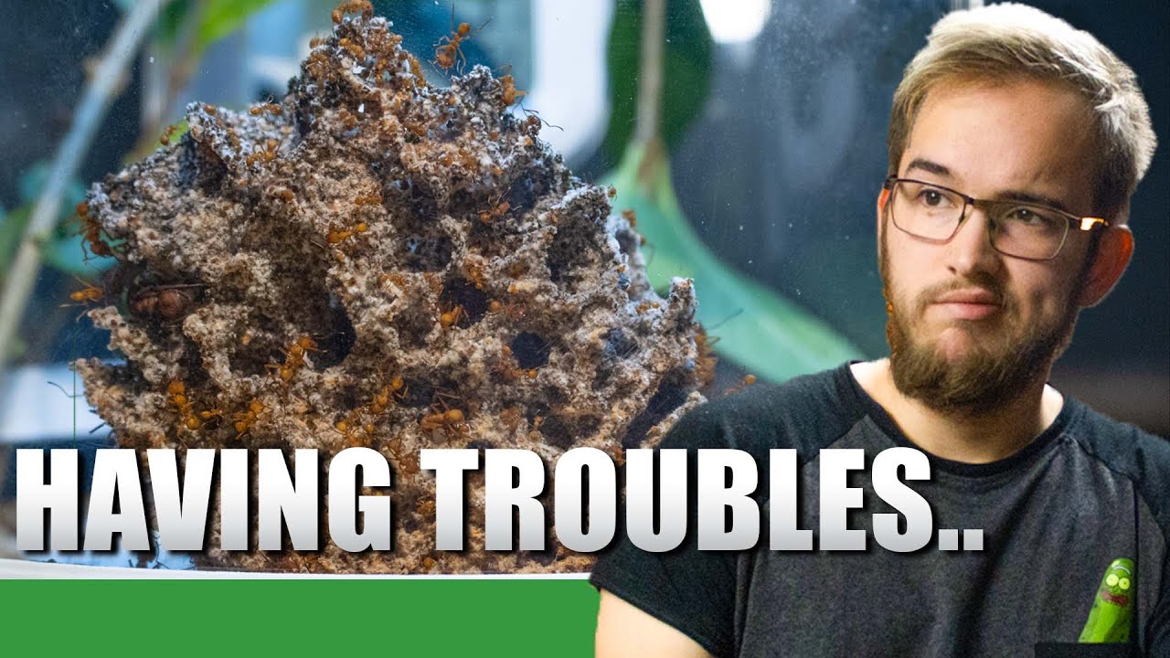 ARE THEY GOOD OR ARE THEY IN TROUBLE?!?  | Acromyrmex Octospinosus Leafcutter Colony Update #2