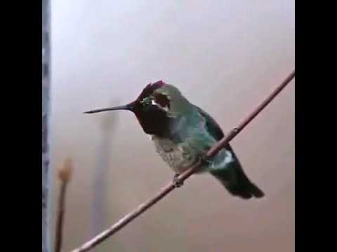 Humming bird yang bisa berubah warna bulu