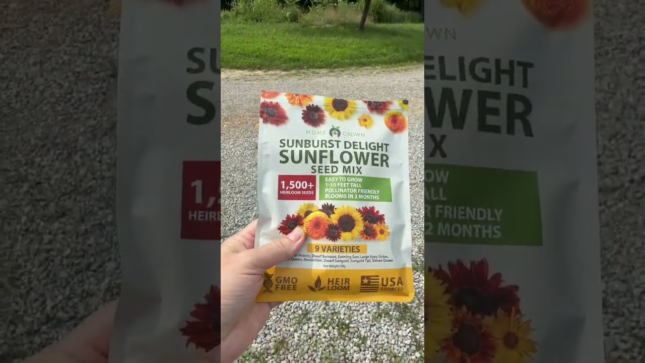 1,500+ Sunflower seeds