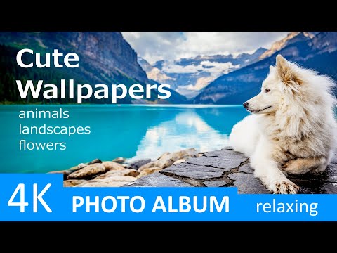 4K Cute Wallpapers - Nature - Animals